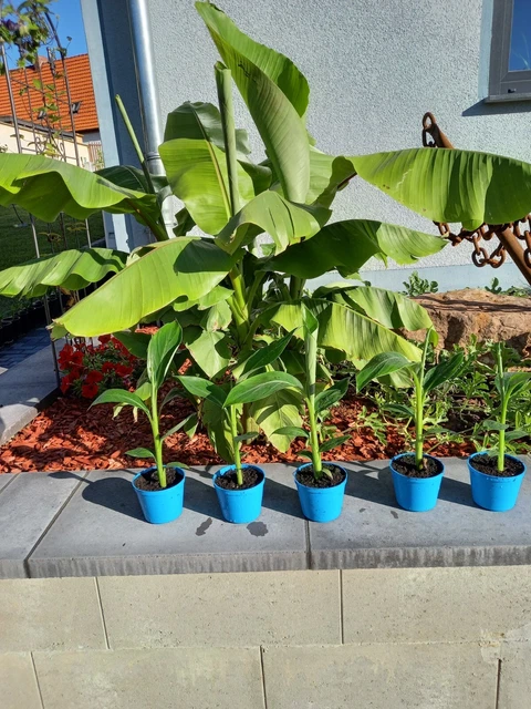 MUSA BASJOO BANANA Bananenstaude Winterharte Banane 3 Stück super ...