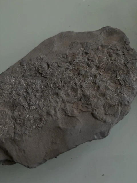 JURASSIC COAST FOSSIL Shells, Ammonite,scallop, Trilobite , Sea Fan ...