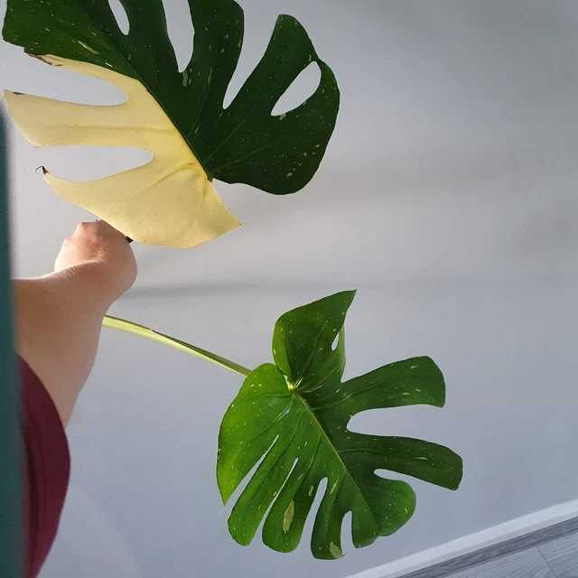 MONSTERA THAI CONSTELLATION (Creme Brulee) Highly Variegated Rare 2 ...