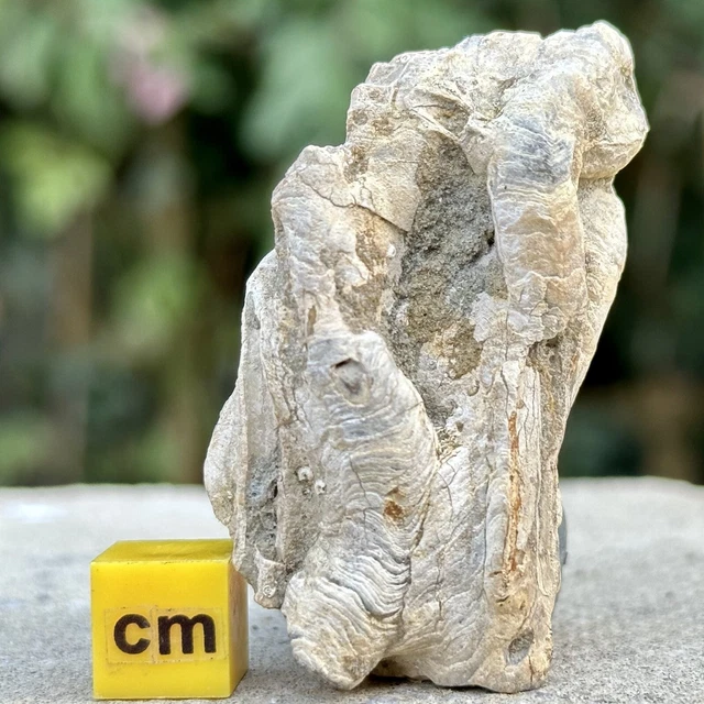 FOSSIL WORM SERPULID Cycloserpula Intestinalis, Jurassic, Genuine £5.00 ...