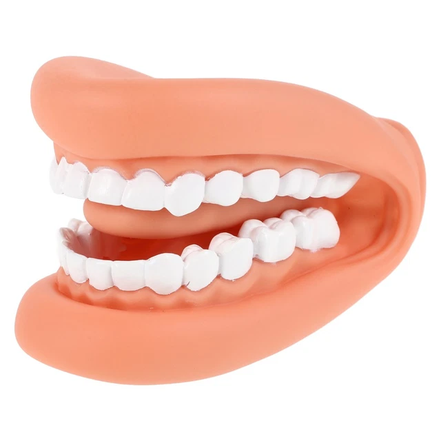 SIMULATION HUMAN TONGUE Tooth Model Models for Education Display £17.19 ...