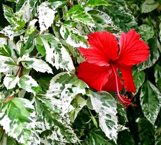HIBISCUS ROSA SINENSIS "cooperi alba WHITE VARIEGATED" - Hibiscus ...