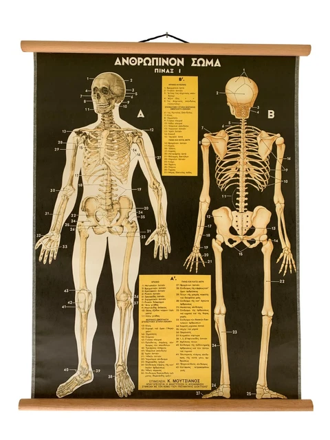 ORIGINAL ANATOMY PULL Down Chart, Vintage Human Body Anatomy, Medical ...