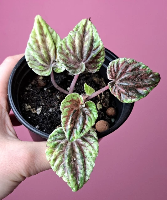 PEPEROMIA CAPERATA VARIEGATA Helios variegated rarity rare plant ...