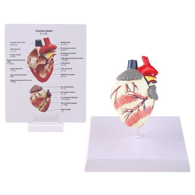 DOG HEART ANATOMY Model Canine Pet Animal Organ Study Teaching Aid ...