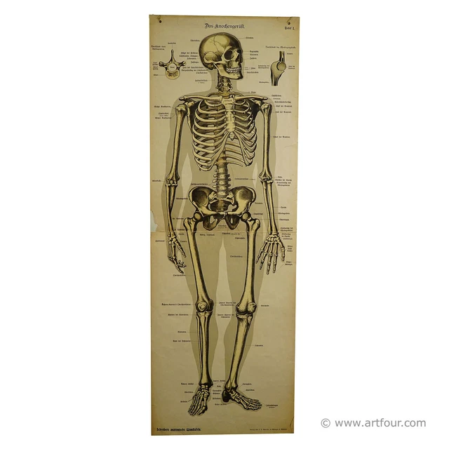 ANTIQUE ANATOMICAL WALL Chart Depicting the Human Skeleton £599.36 ...