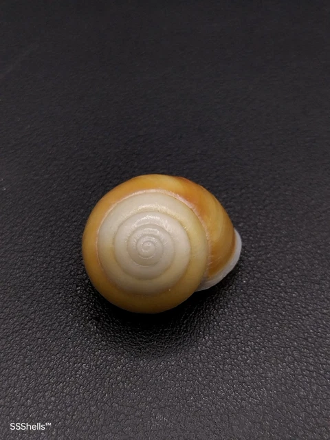 XANTHOMELON PACHYSTYLUM AUSTRALIAN land snail 28.1mm sea shell #8346 ...
