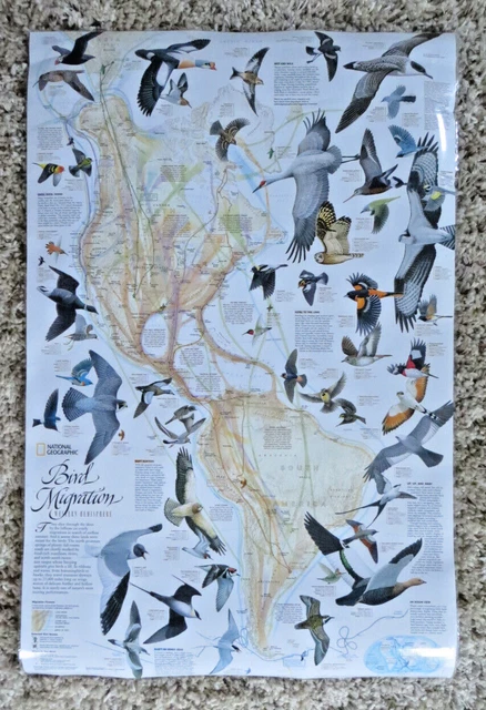 NATIONAL GEOGRAPHIC LAMINATED Poster Map of Bird Migration Western ...