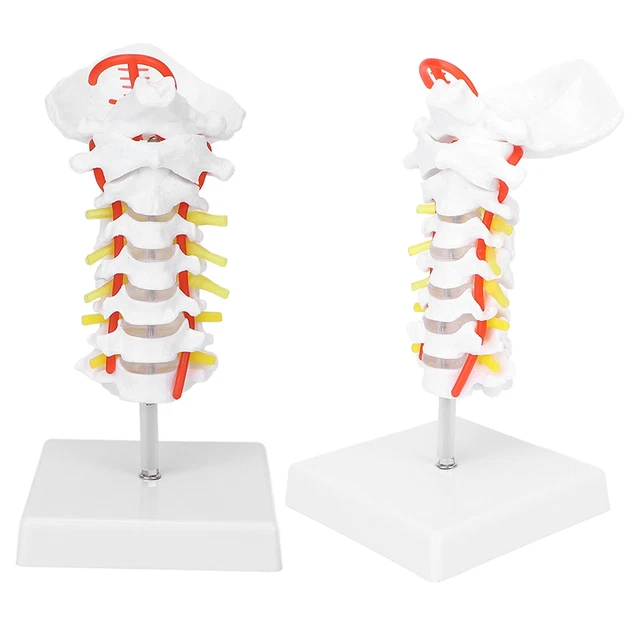 CERVICAL MODEL ARTERIA Spine Spinal Nerves Anatomical Model For Sci VAC ...