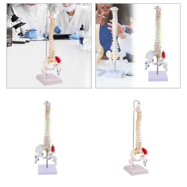 HUMAN SPINE MODEL Spinal Cord Model with Femur with Display Stand ...
