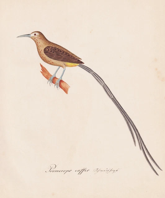 KAPHONIGVOGEL CAPE SUGARBIRD Oiseaux Birds Oiseaux Aquarelle Dessin ...