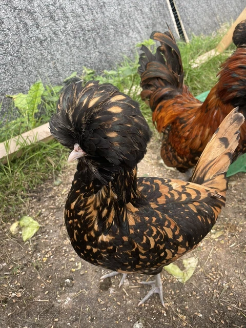 6 GOLD LACE Polish Bantam Hatching Eggs £8.00 - PicClick UK