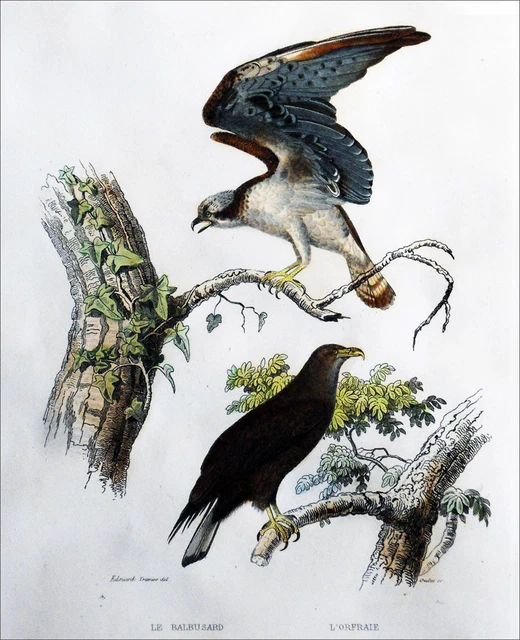 OISEAUX DE PROIE: BALBUZARD & ORFRAIE -Gravure couleur 19e (É. Traviès ...