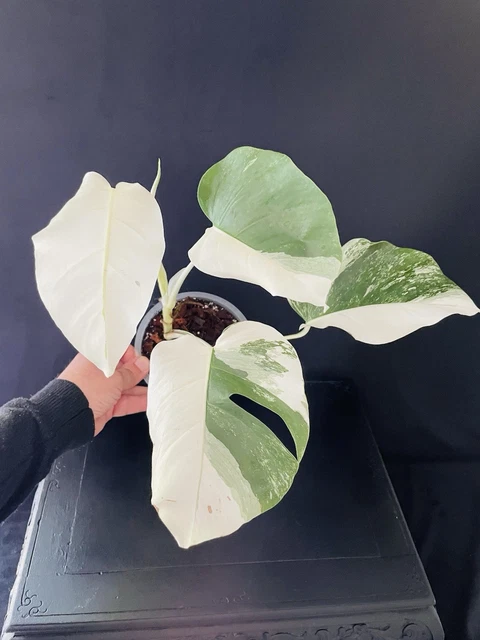 MONSTERA DELICIOSA VARIEGATA Full Moon+Half Moon+Panaché TRÈS RARE ...
