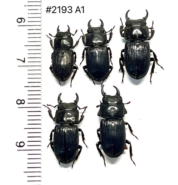 LUCANIDAE COLEOPTERA BEETLES dynastes Lucanus Dorcus aegus laevicollis ...