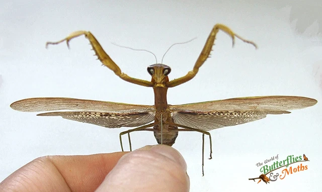 PRAYING MANTIS TENODERA aridifolia SET x1 A1- Entomology insect ...