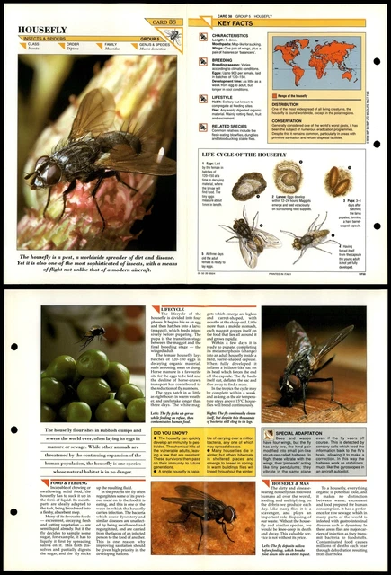 HOUSEFLY #38 INSECTS Wildlife Fact File Fold-Out Card £1.99 - PicClick UK