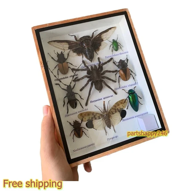 BEETLE SPIDER TARANTULA Insect Display Box Bug Taxidermy Butterfly Gift ...