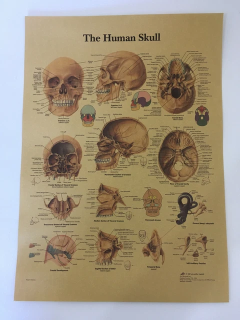 MEDICAL POSTER HUMAN Skull Poster Anatomy Educational Print £11.22 ...