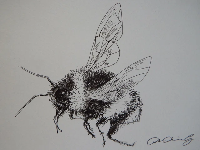 ORIGINAL PEN & ink sketch illustration drawing of a bee on Watercolour ...