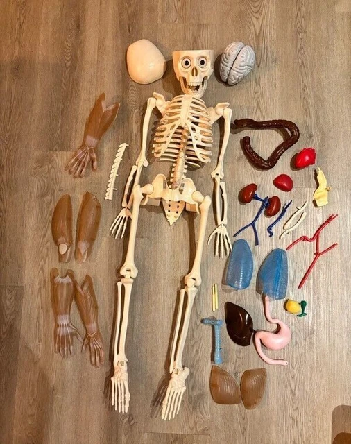 RBA SKELETON HUMAN Anatomy Model Lifesize Removable Organs £50.00 ...