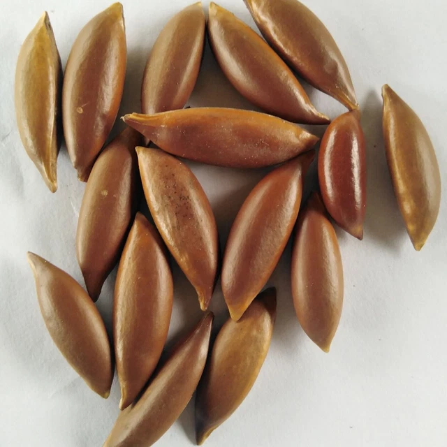 MADHUCA LONGIFOLIA SEEDS Bassia Longifolia Seeds for Plant 20 Pcs ...