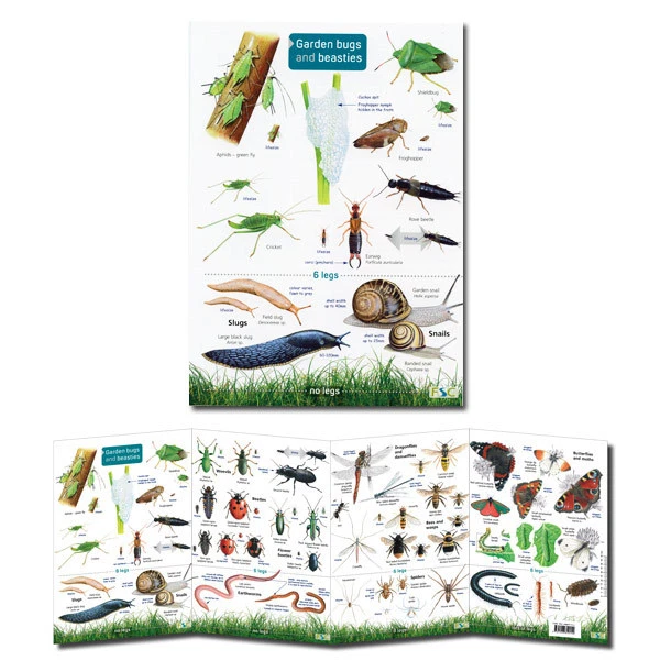 Garden Bugs Identification Uk | Fasci Garden