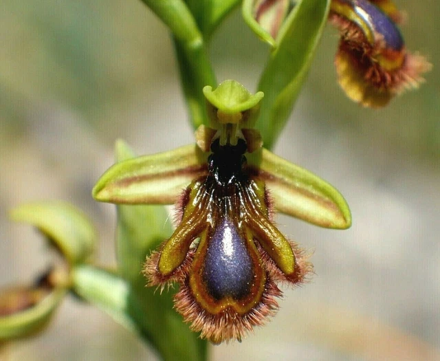 OPHRYS VERNIXIA / spéculum subsp. lusitanica - graines d'orchidée ...