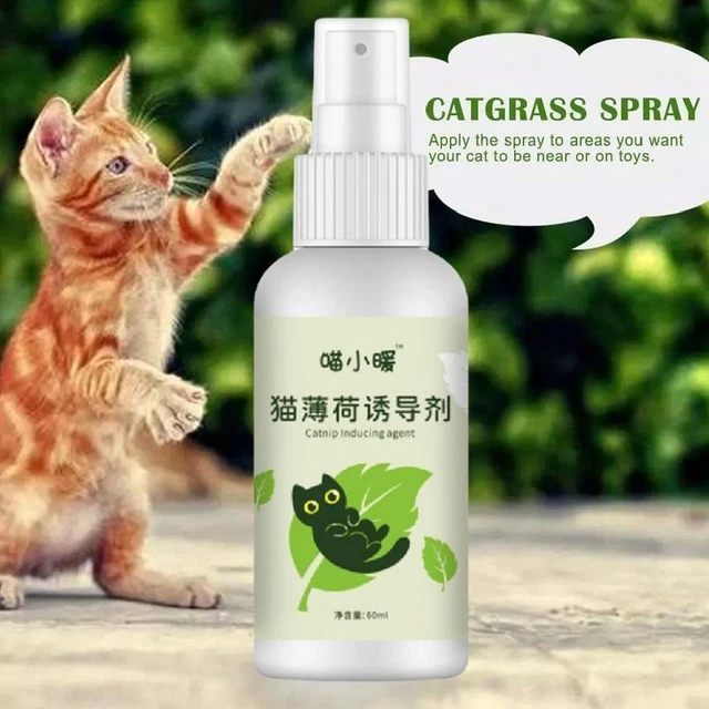 CATNIP SPRAY FOR Cats Portable Fun For Indoor Cats Interactive- andUK ...