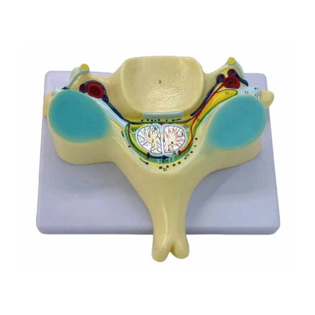 SPINAL CORD TRANSECTION Model for Medicals Student Humans Bone Model £ ...