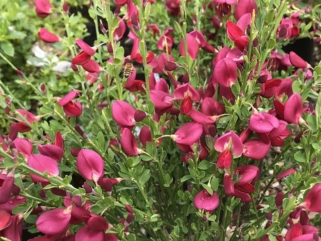 CYTISUS BOSKOOP RUBY - Spring Flowering Broom Shrub EUR 5,13 - PicClick FR