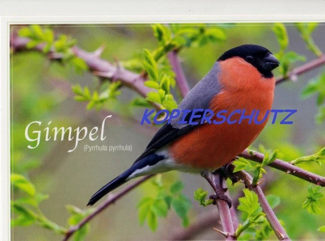 2 BIRD POSTCARDS GIMP & FENCE KING - Size 15 x 10 cm Songbirds NATURE £ ...