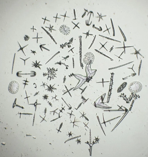 ANTIQUE MICROSCOPE SLIDE. Group Of 100 Sponge Spicules From Oamaru. By ...