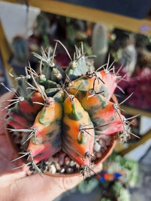 CACTUS GYMNOCALYCIUM VARIEGATA Seedling rare own roots cacti kaktusy ...