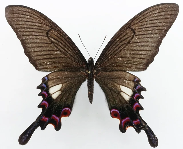 PAPILIO SYFANIUS ALBOSYFANIUS FEMALE FROM DONGCHUAN, YUNNAN +RARE+ ...