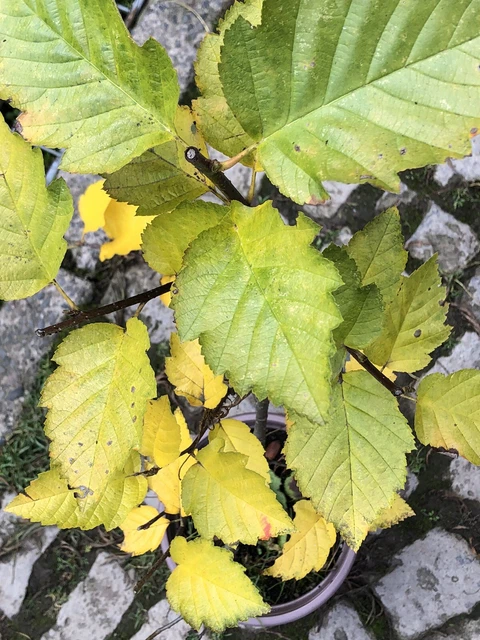 BONSAI ROHLING SORBUS torminalis X intermedia Rarität EUR 6,00 ...