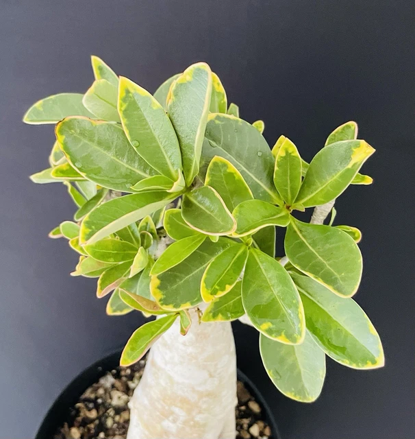 RARE!!!! BONSAÏ BAOBAB Adenium Arabicum VARIEGATA VARIEGATED RED FLOWER ...