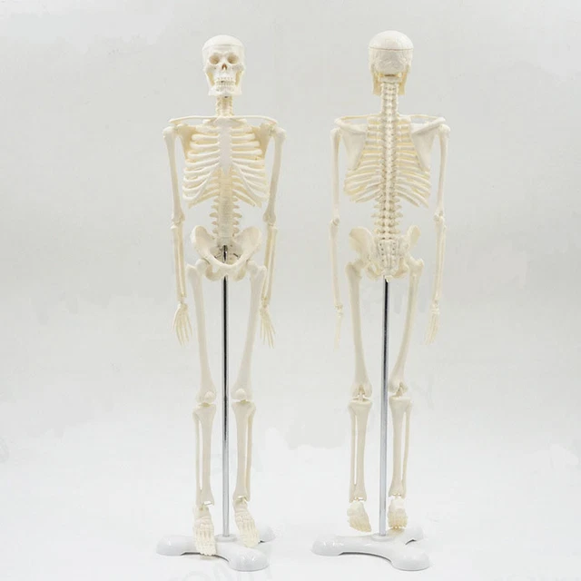 HUMAN ANATOMICAL SKELETON Model 45CM Medical Learn Anatomy Halloween Skeleton $40.89 - PicClick CA