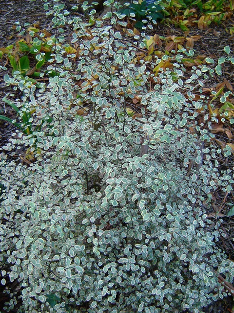 PITTOSPORUM TENUIFOLIUM SILVER magic pot 3 litres 20/30 cm EUR 14,00 ...