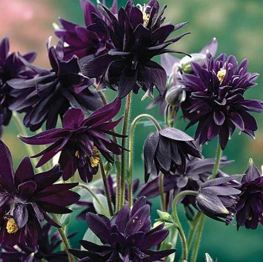 ANCOLIE BLACK BARLOW 20 graines pourpre sombre presque noir jardin curé Bretagne EUR 2,20 ...