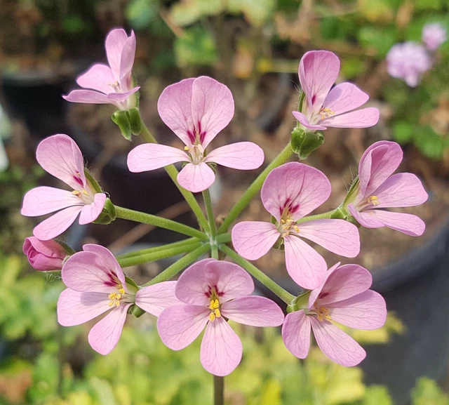 LARA VIKING HYBRID Species Pelargonium x 1 Plant ------------- Geranium ...