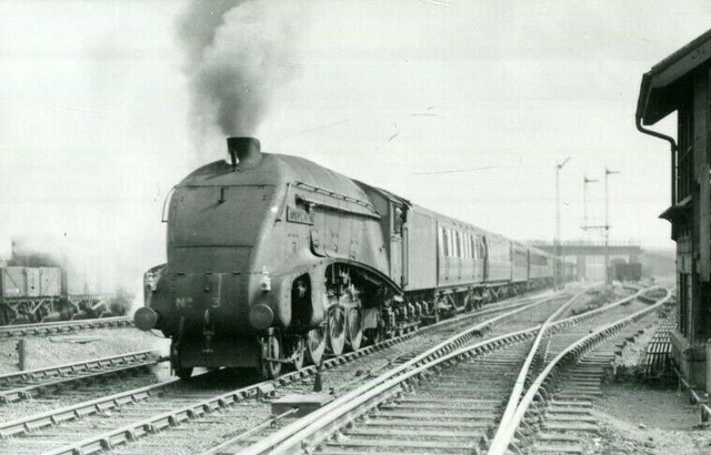 ORIGINAL PHOTO LNER Class A4 No 3 ANDREW K McCOSH passing extra tall ...