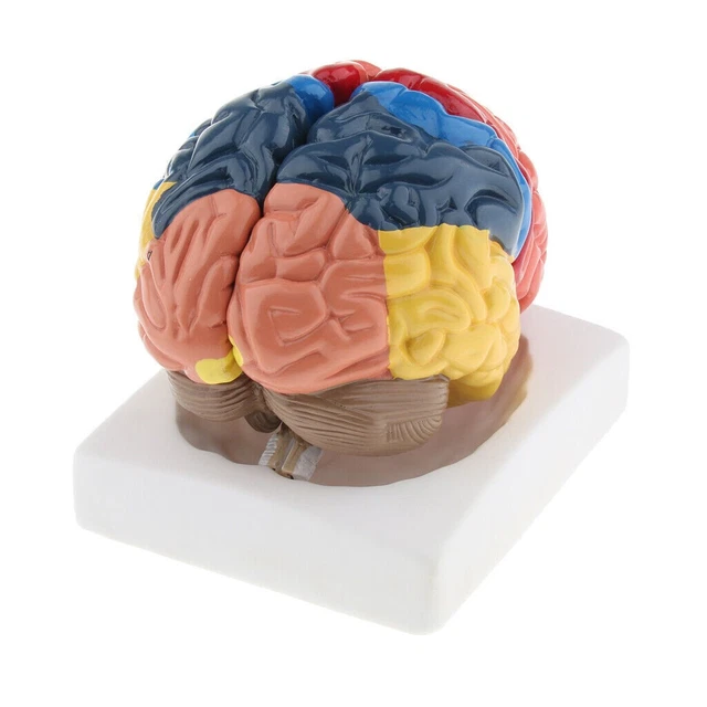 4D DISASSEMBLED ANATOMICAL Human Brain Model Anatomy Tool' Teaching * £ ...