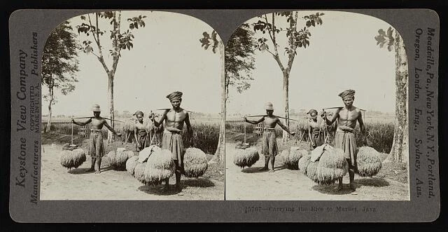 CARRYING THE RICE to market, Java, Indonesia Old Historic Photo 1 EUR 6 ...