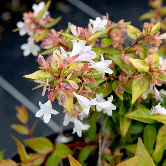 ABELIA X GRANDIFLORA Francis Mason Hardy Shrub Garden Plant 1x 3.6L Pot ...