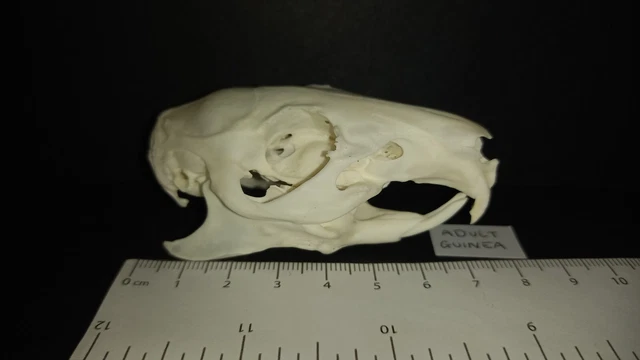 GENUINE DOMESTIC GUINEA pig (Cavia porcellus) goth skull bone skeleton ...