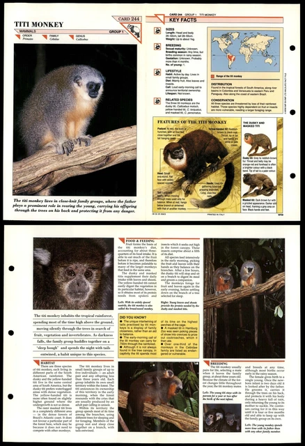 TITI MONKEY #244 Mammals Wildlife Fact File Fold-Out Card £1.99 ...