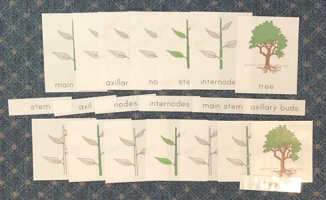 PARTS OF A Horse Montessori Laminated 3-Part Nomenclature Cards £5.70 ...
