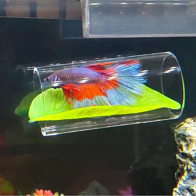 BETTA BED RESTING Tube Siamese fighting fish Acrylic Tunnel Swim Tube £ ...