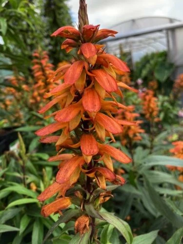 ISOPLEXIS CANARIENSIS BELLA| Jumbo Plug plant | Perennial £9.99 ...